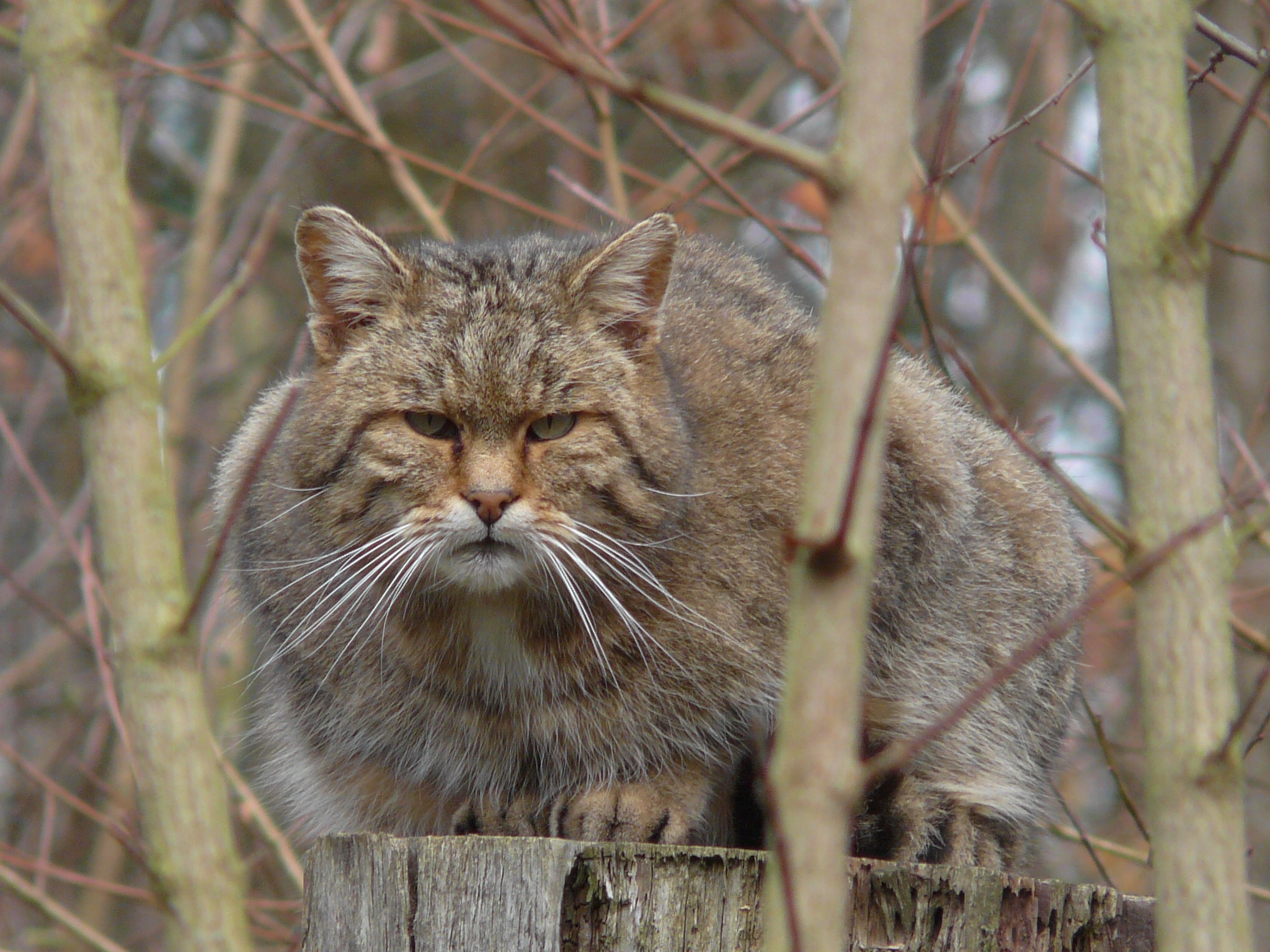 Europäische Wildkatze