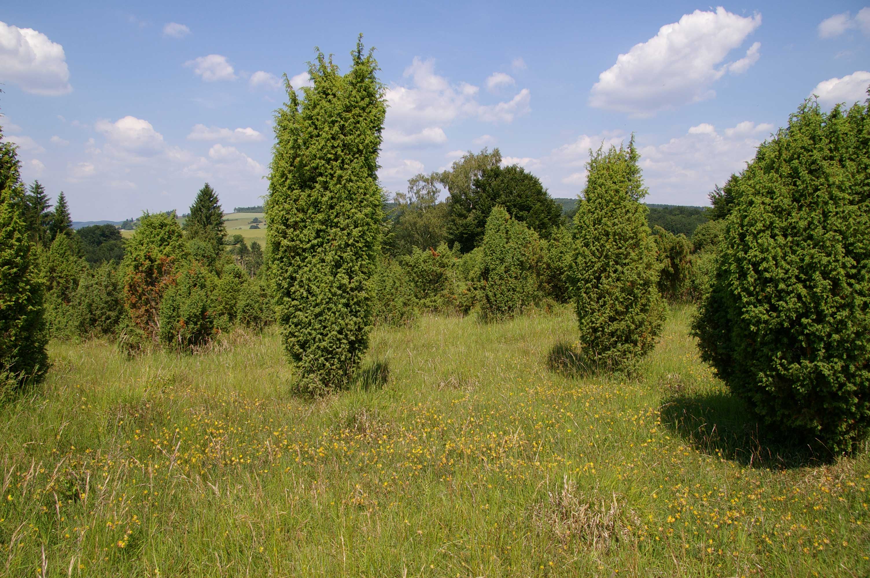 Gewöhnlicher Wacholder