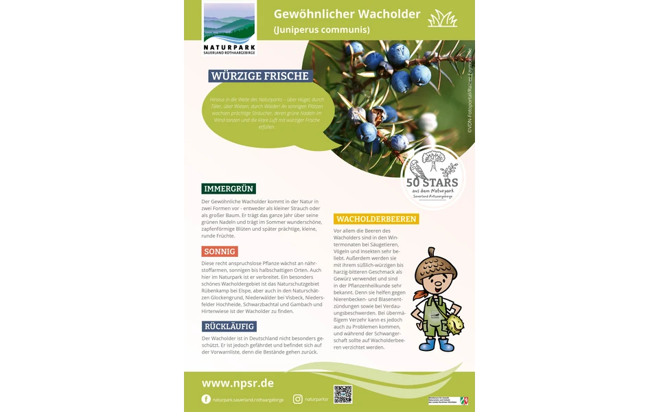 Gewöhnlicher Wacholder